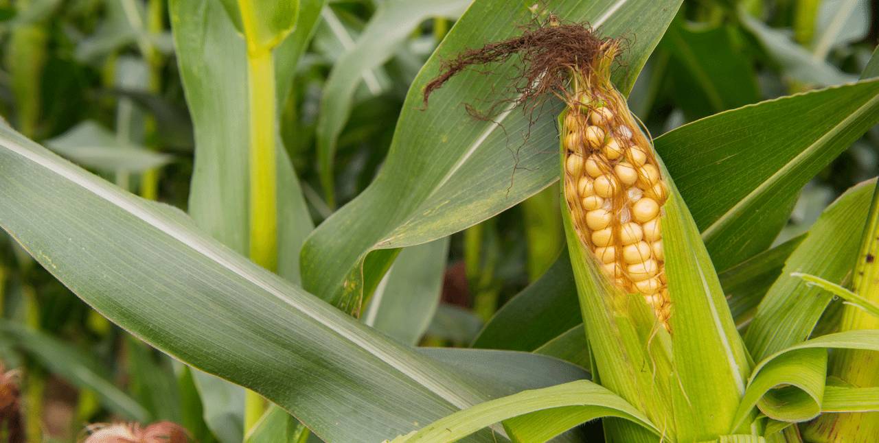 Pictures Of Agricultural Produce & Their Finished Products | Kofa Study