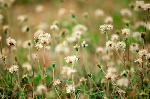 Classification Of Weeds Based On Life Cycle | Kofa Study