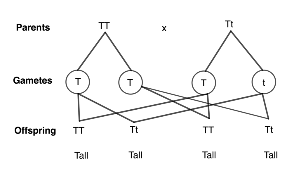 Dominant And Recessive Traits | Kofa Study