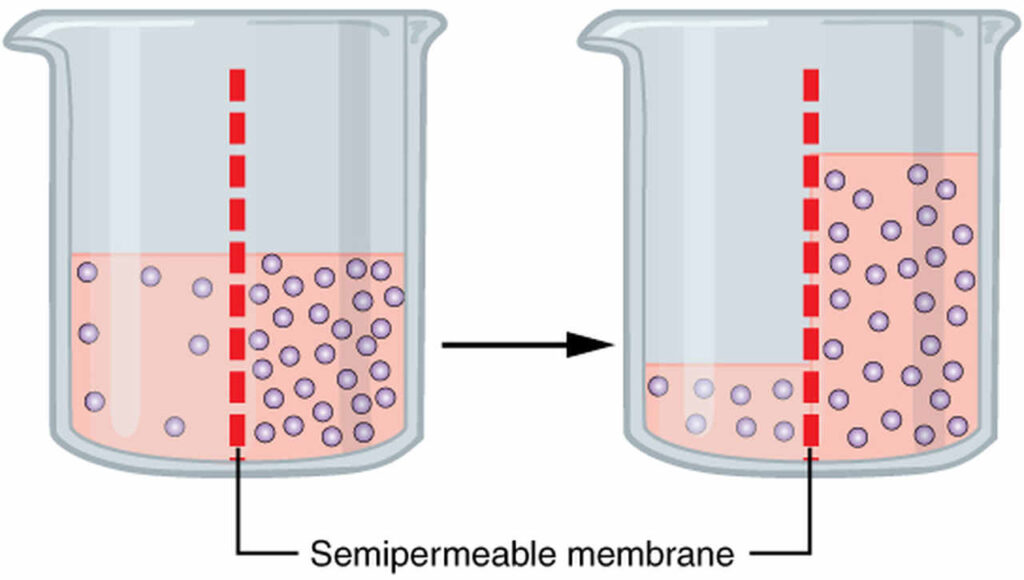 Semi-permeable Membrane | Kofa Study
