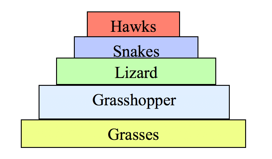 Pyramid Of Numbers, Energy & Mass | Kofa Study