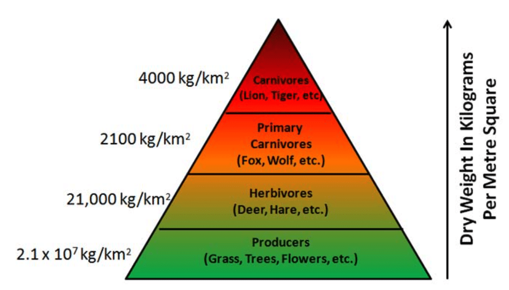 Pyramid Of Numbers Biology Igcse