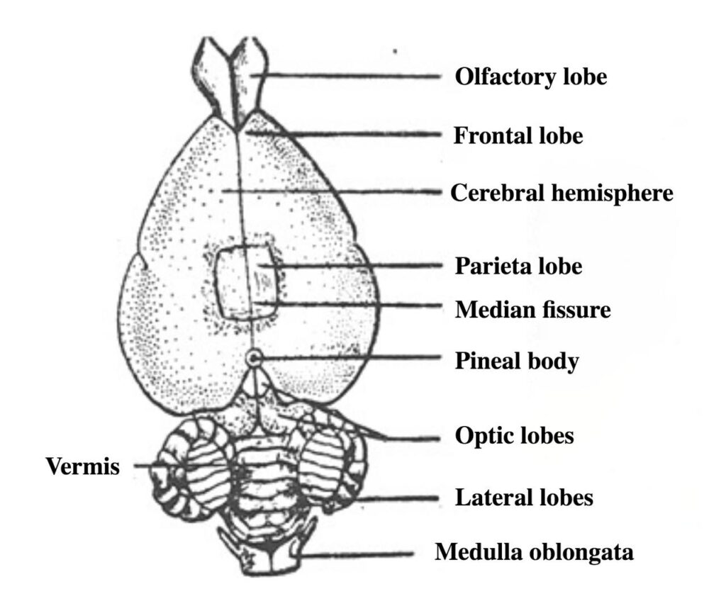 Central Nervous System (CNS) | Kofa Study