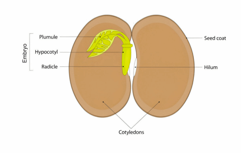 Structure And Types Of Seeds | Kofa Study