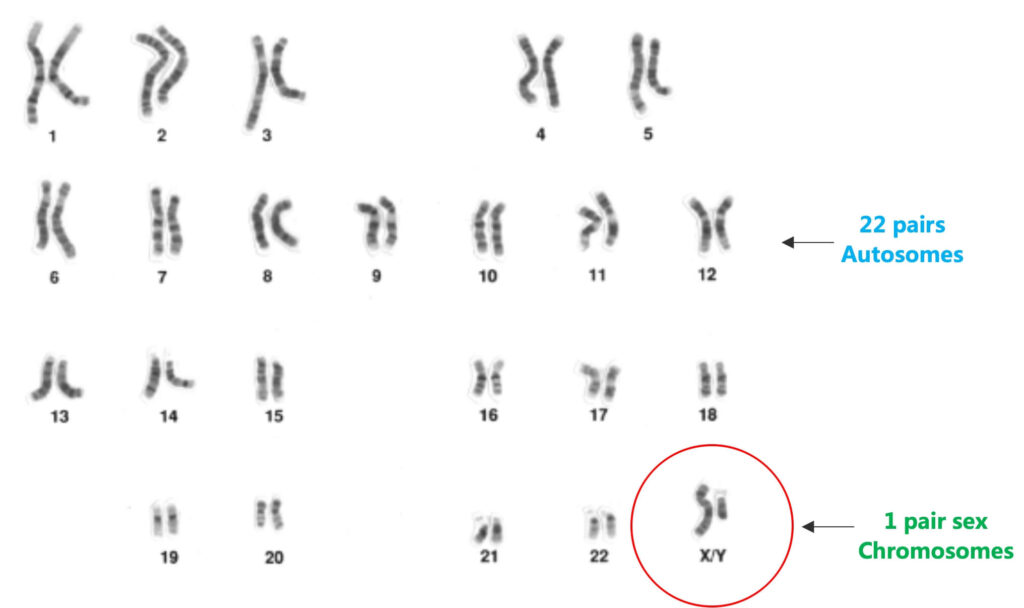 Sex Determination In Man | Kofa Study