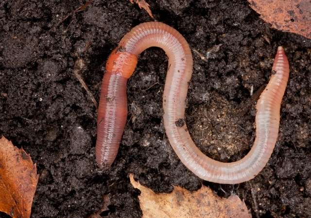Feeding Mechanisms Of Some Animals | Kofa Study
