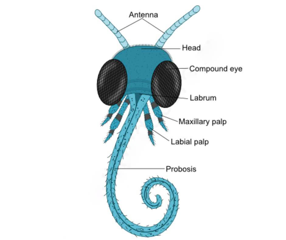 Modifications And Mechanisms Of Feeding Of Different Animals | Kofa Study