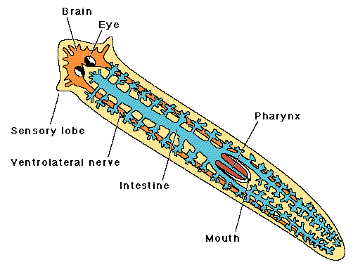 Alimentary Systems Of Different Animals | Kofa Study