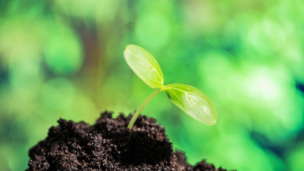 Meaning | Sources Of Plant Nutrients | Kofa Study