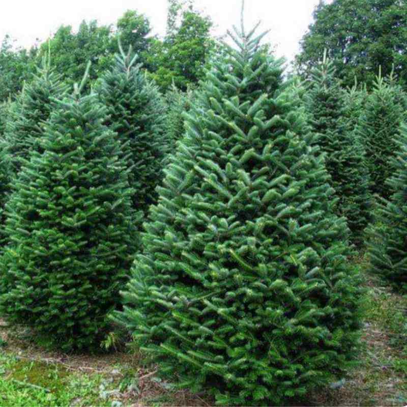 Common Species Of Ornamental Trees, Shrubs And Flowers | Kofa Study