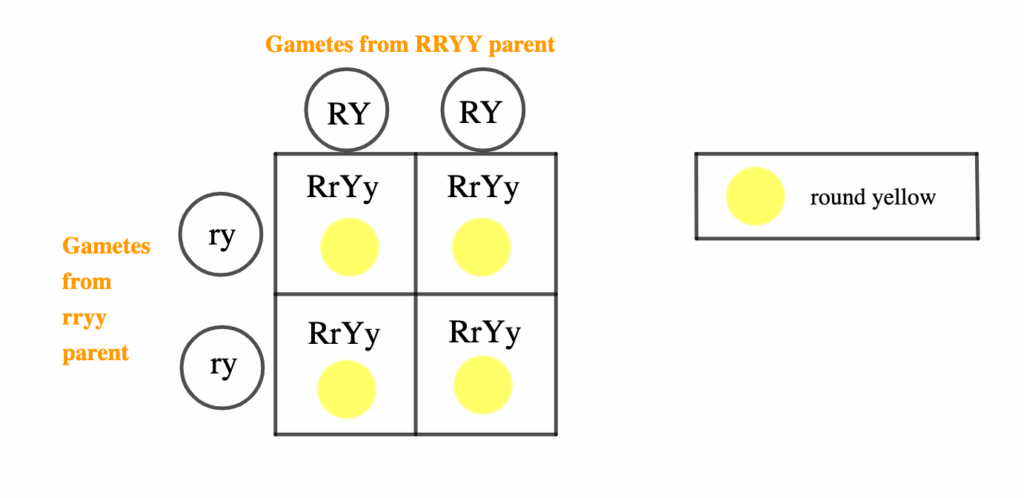 Dihybrid Inheritance | Kofa Study
