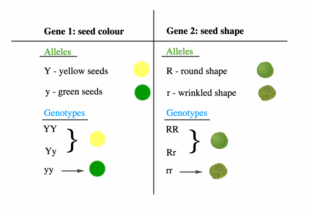 Mendel's Second Law (Law Of Independent Assortment | Dihybrid Cross ...