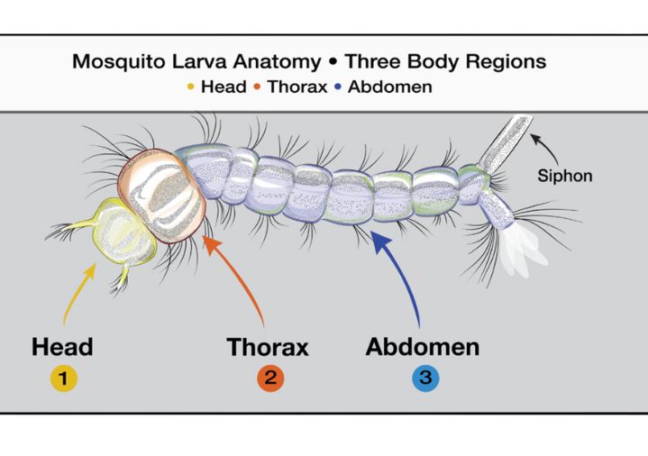 Mosquito Diagram Body Parts