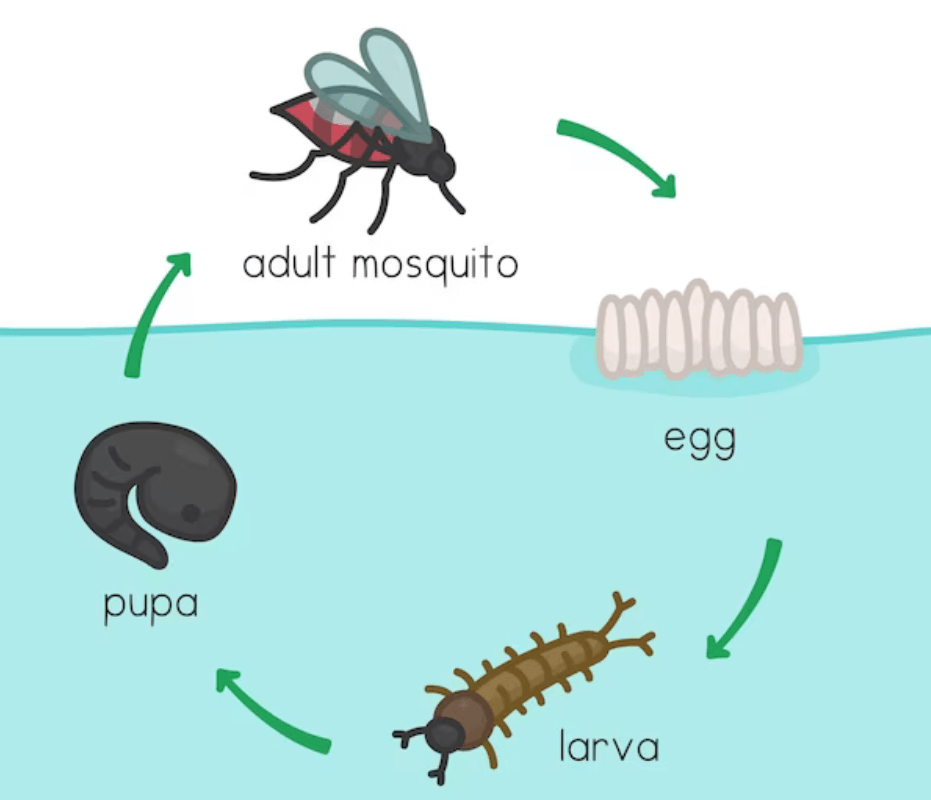 Life Cycle Of Different Mosquitoes